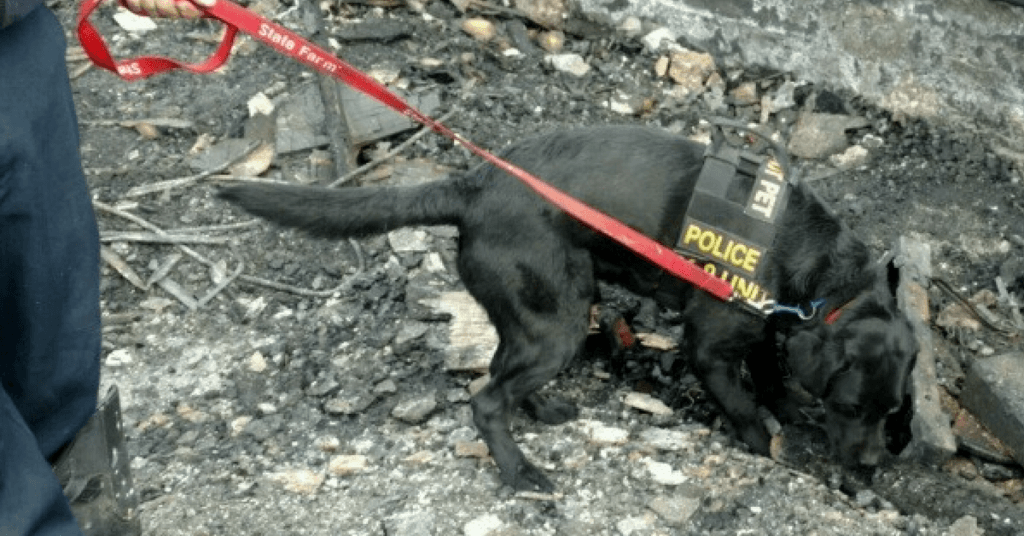 Arson K9s and Fire Investigation - Go Law Enforcement Podcast